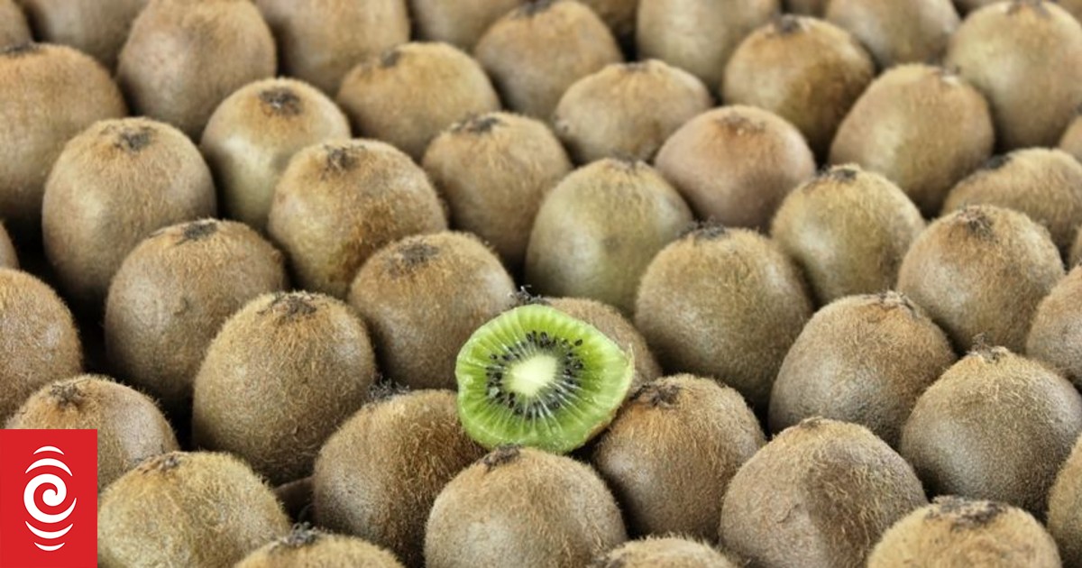 Record-breaking kiwifruit exports expected to bring big returns | RNZ News