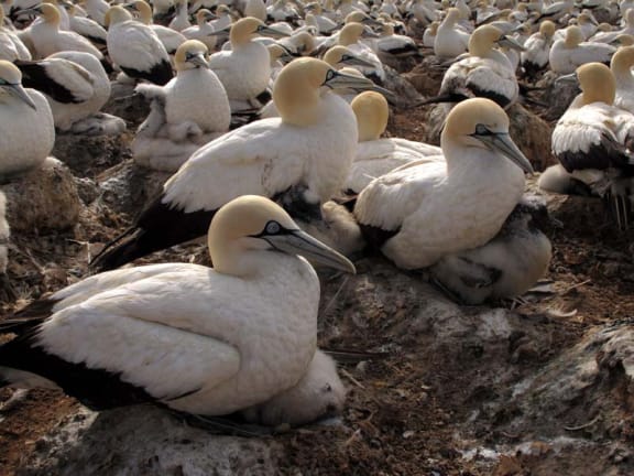 Kennedy Warne - Cape gannets on Malgas Island | A Gallery from Nine To ...