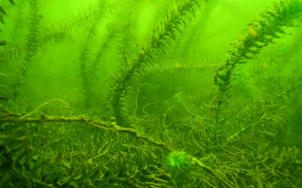 Freshwater pests threaten West Coast lakes: What you can do to help ...