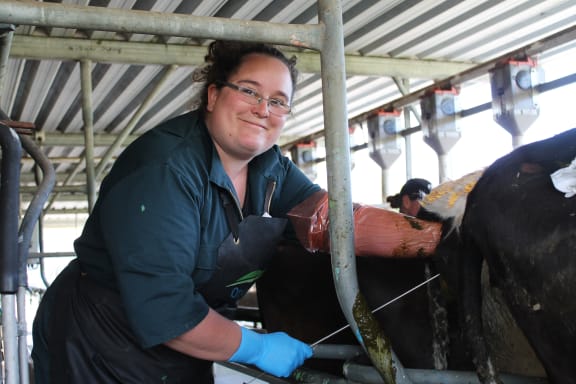 On the job with an Artificial Breeding Technician | RNZ