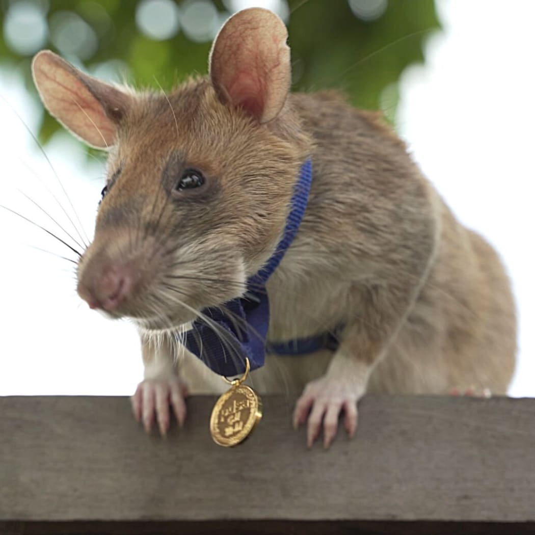 Magawa the landmine sniffing hero rat dies aged eight RNZ News