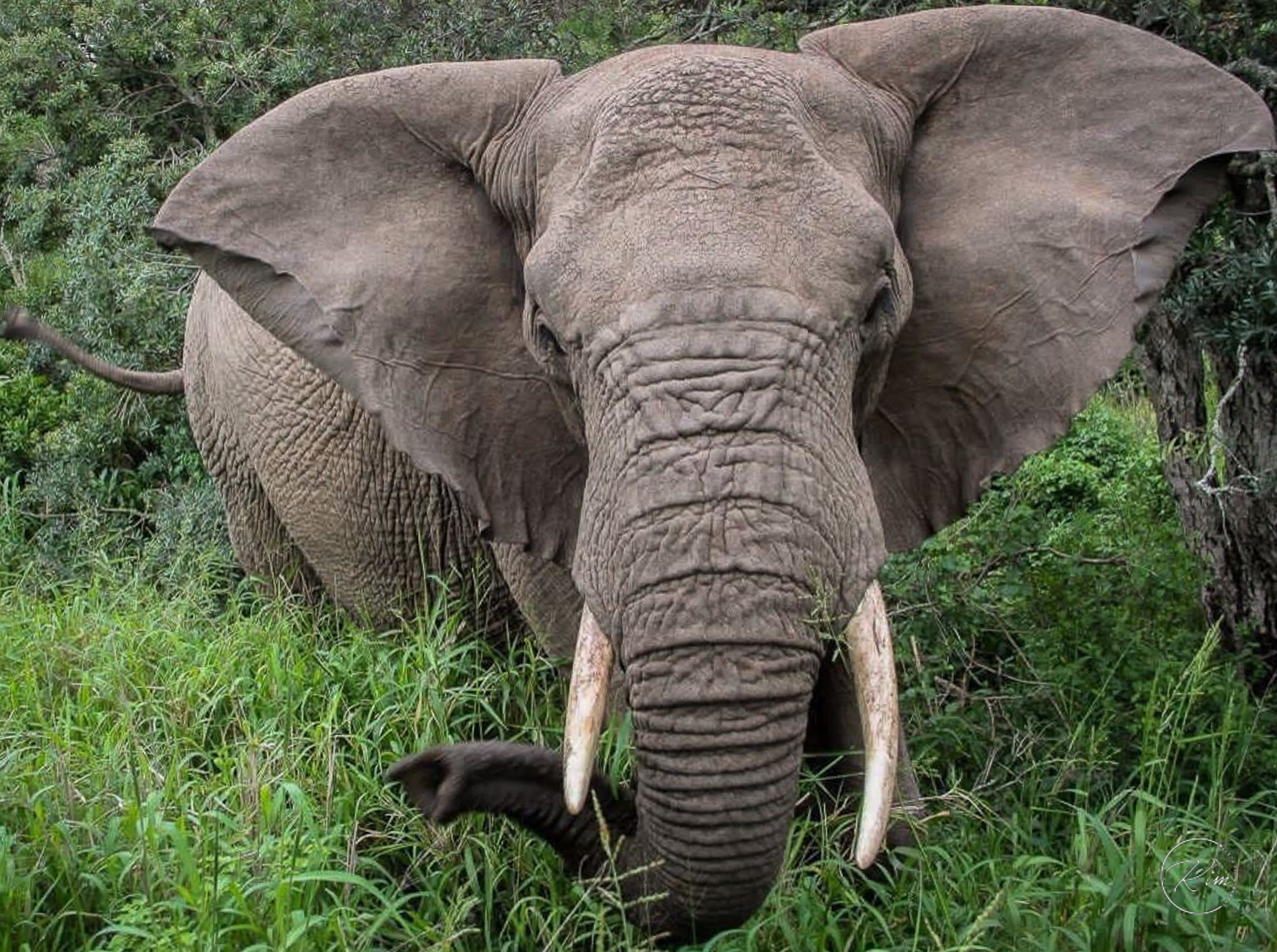 Elephant conservationist Francoise Malby-Anthon | RNZ