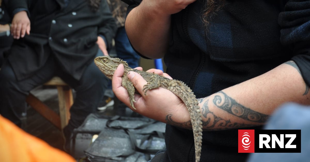 Dozens of tuatara to be released at Brook Waimārama Sanctuary in Nelson ...
