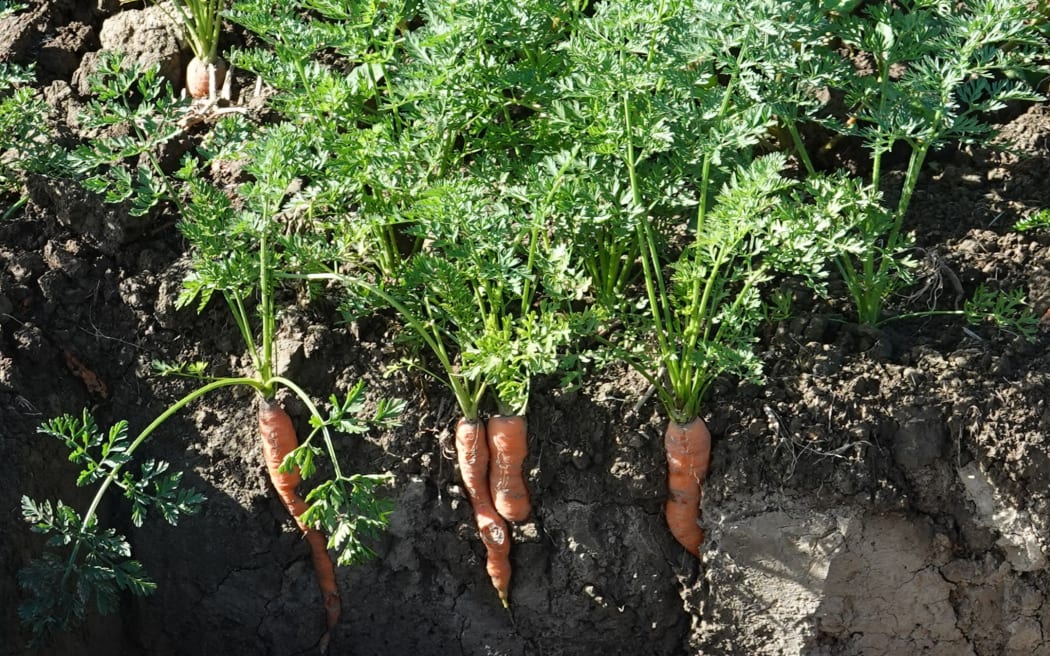 Vegetables push through silt left behind by Cyclone Gabrielle | RNZ News