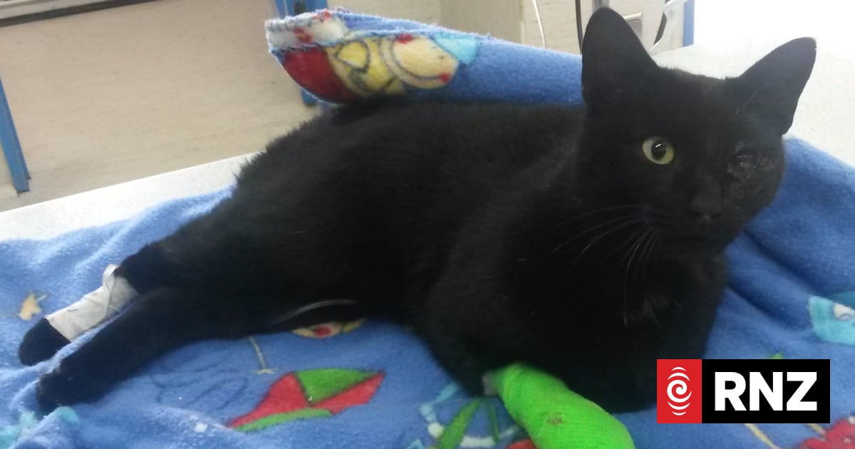 Spate of cat shootings, poisonings in Ashburton | RNZ