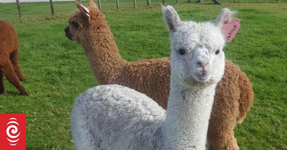 Science: which farm animal is smartest? | RNZ