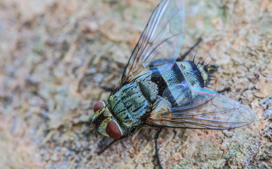 First the fall armyworm, now cluster flies - another fight ag | RNZ
