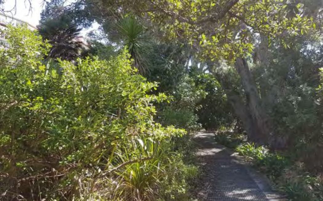 Polarised views on boardwalk through tapu trees in Takapuna | RNZ News