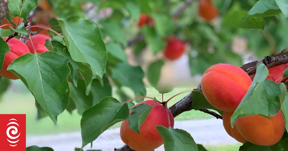 Fruit and veges prices up 4.7 percent same time last year | RNZ