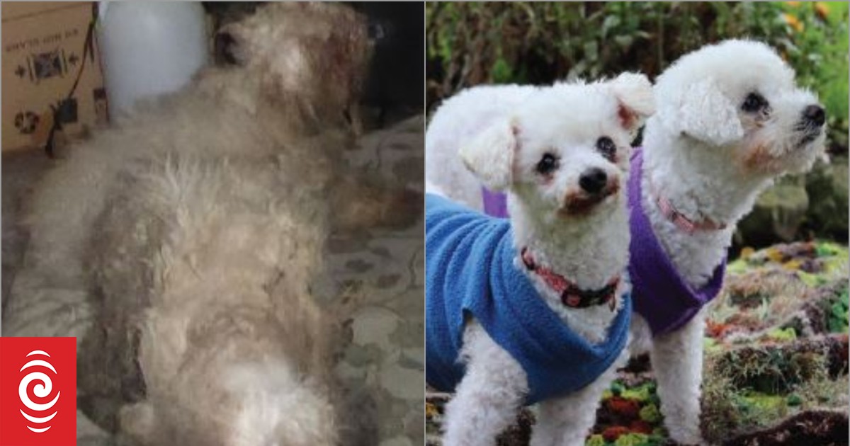 SPCA reveals worst of animal abuse and neglect cases for 2018 | RNZ News