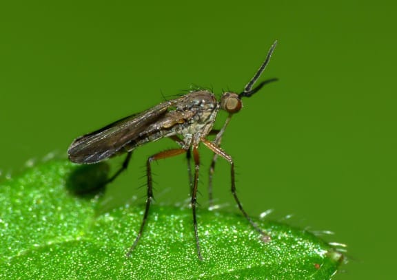 Fly expert on his discovery of a new indigenous fly species | RNZ