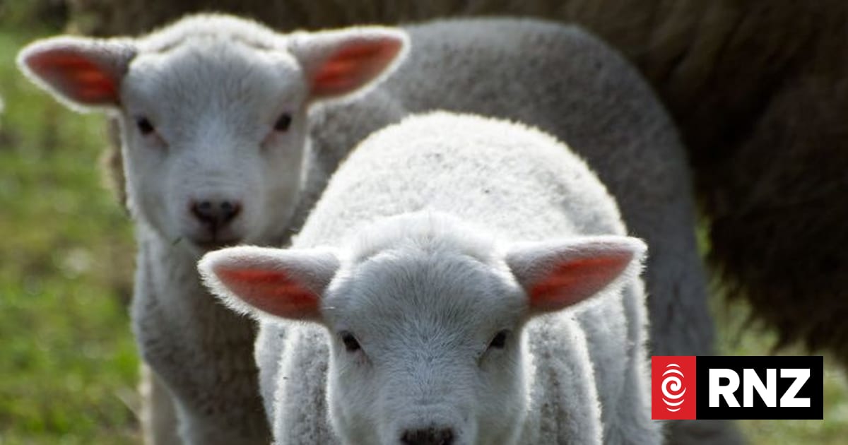 British farmers 'too hasty' over NZ lamb | RNZ
