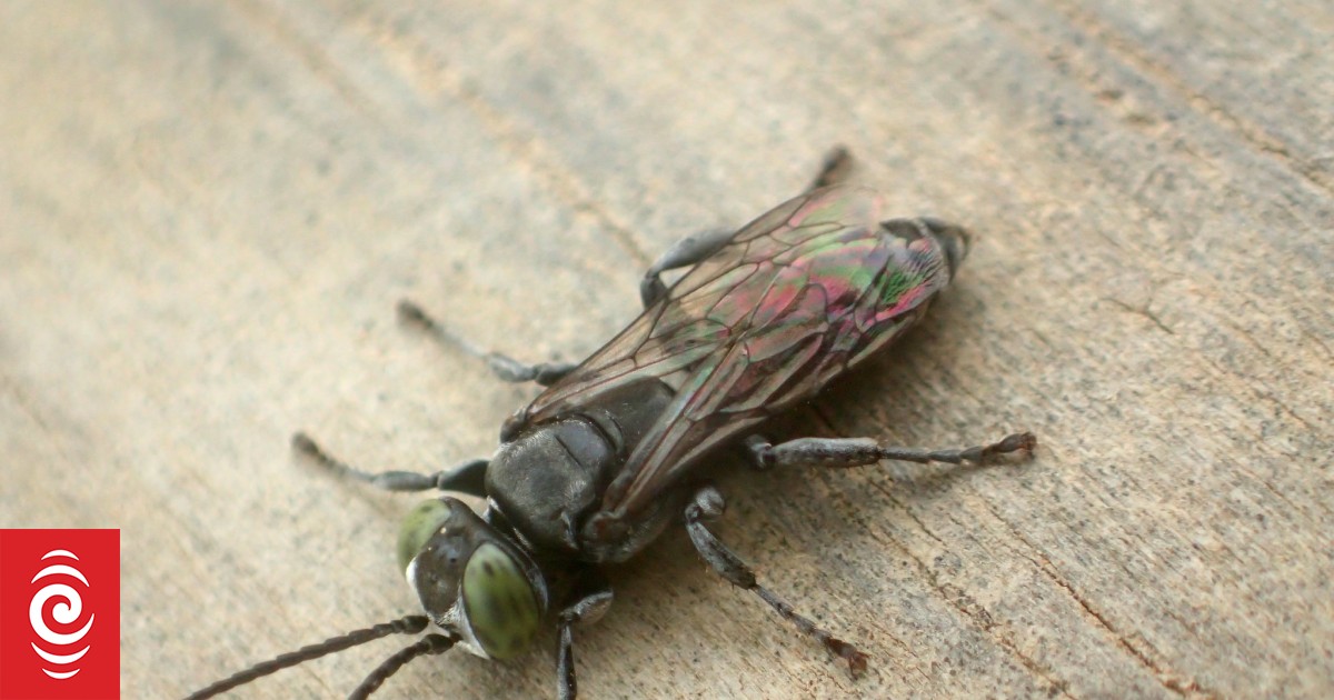 Critter of the Week: black cockroach hunter wasp | RNZ