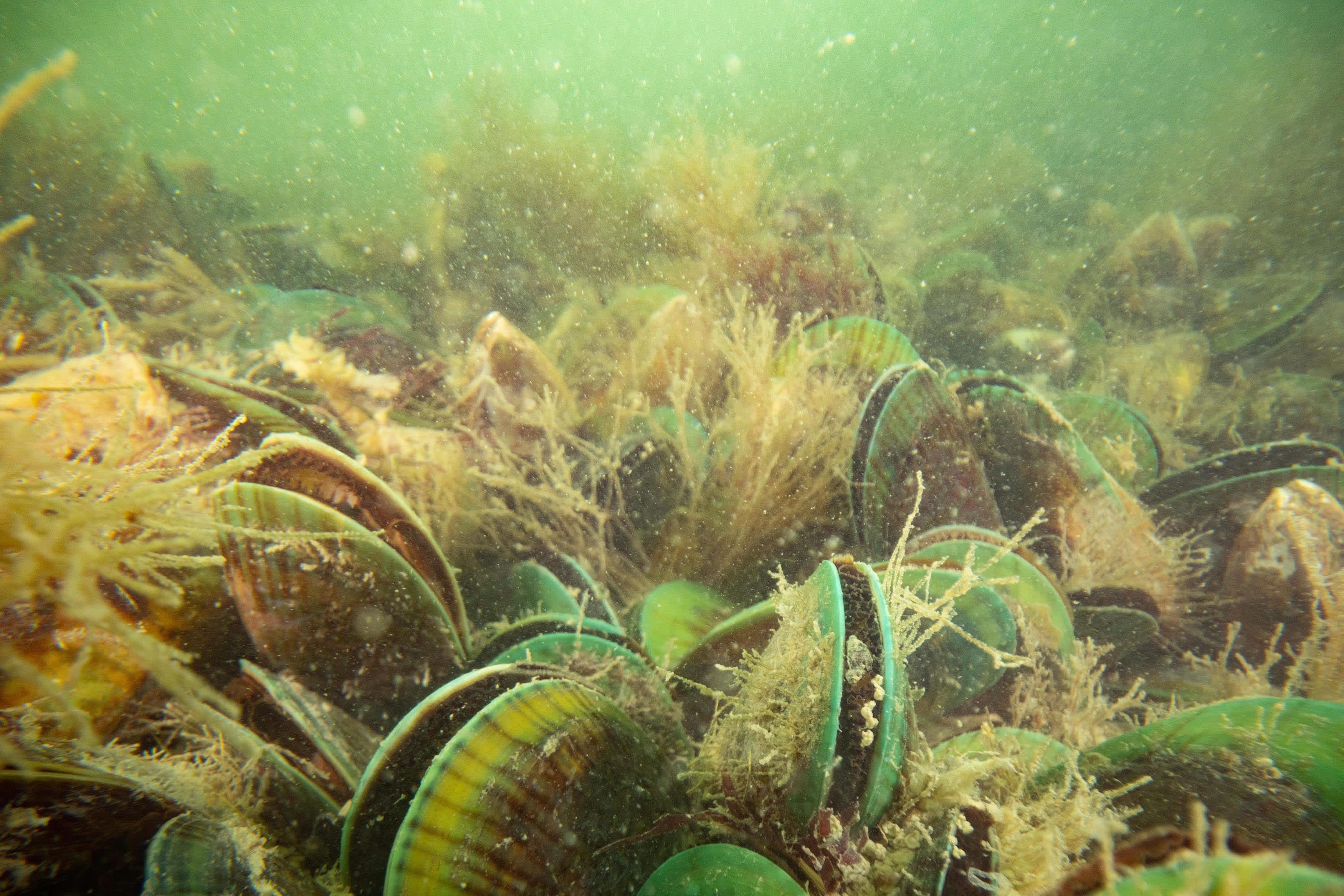 Measures to improve depleted Auckland Hauraki Gulf mussel beds | A ...