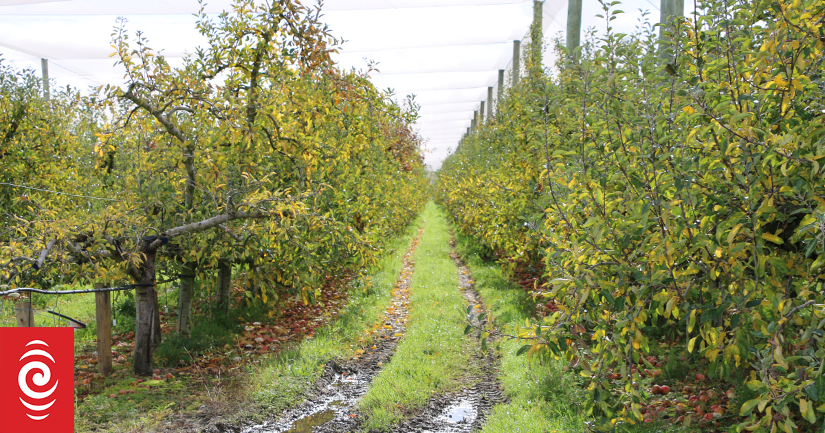 Questions raised about RSE scheme as more workers approved | RNZ