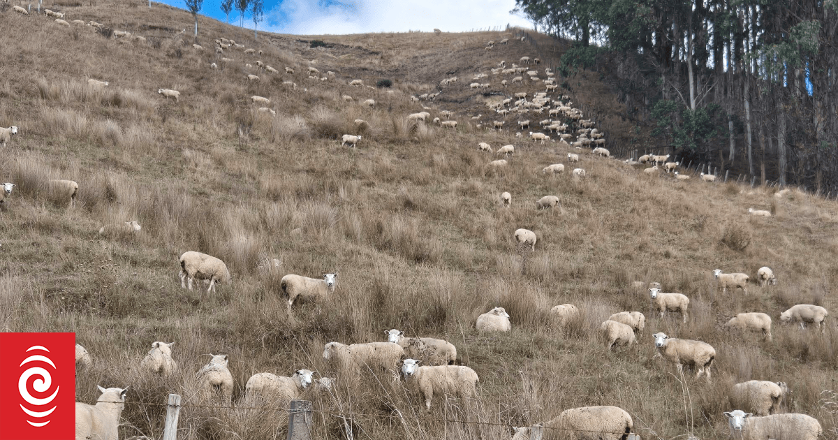Farmer sentenced to ban, community detention for neglecting sheep | RNZ ...