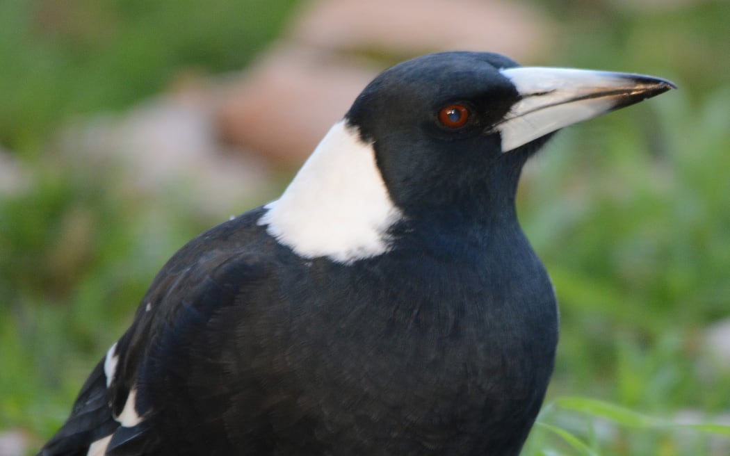 Magpie swooping: Inside the Australian bird's annual reign of terror ...