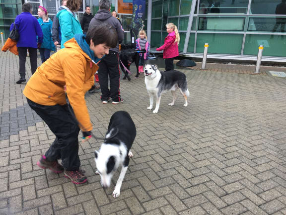 Darwin Dogs | A Gallery from Afternoons | RNZ National