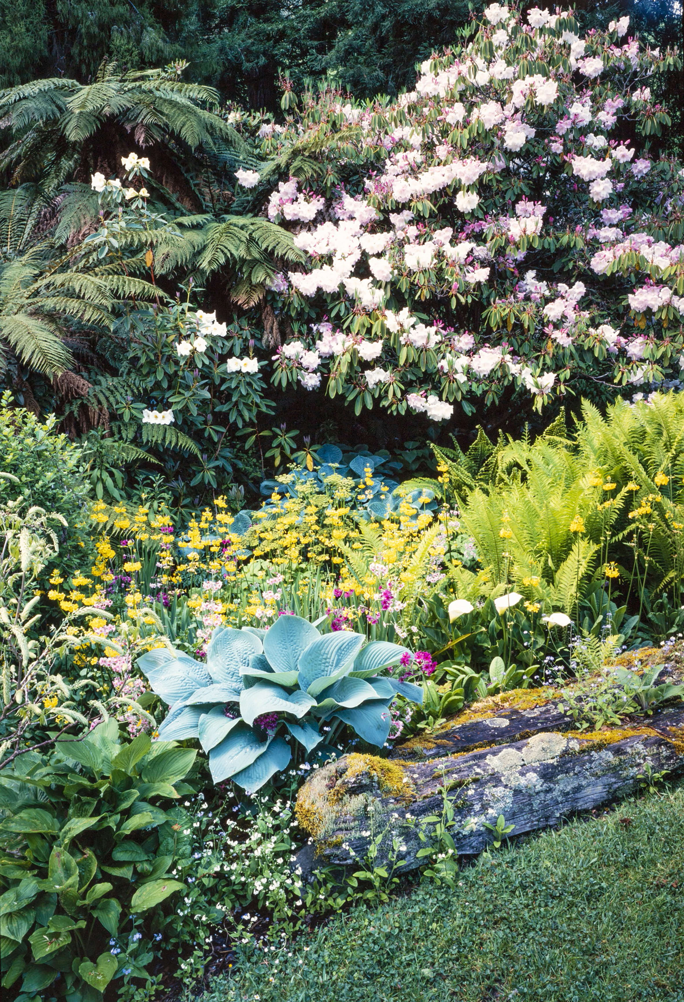 Gordon Collier's magical home gardens | RNZ