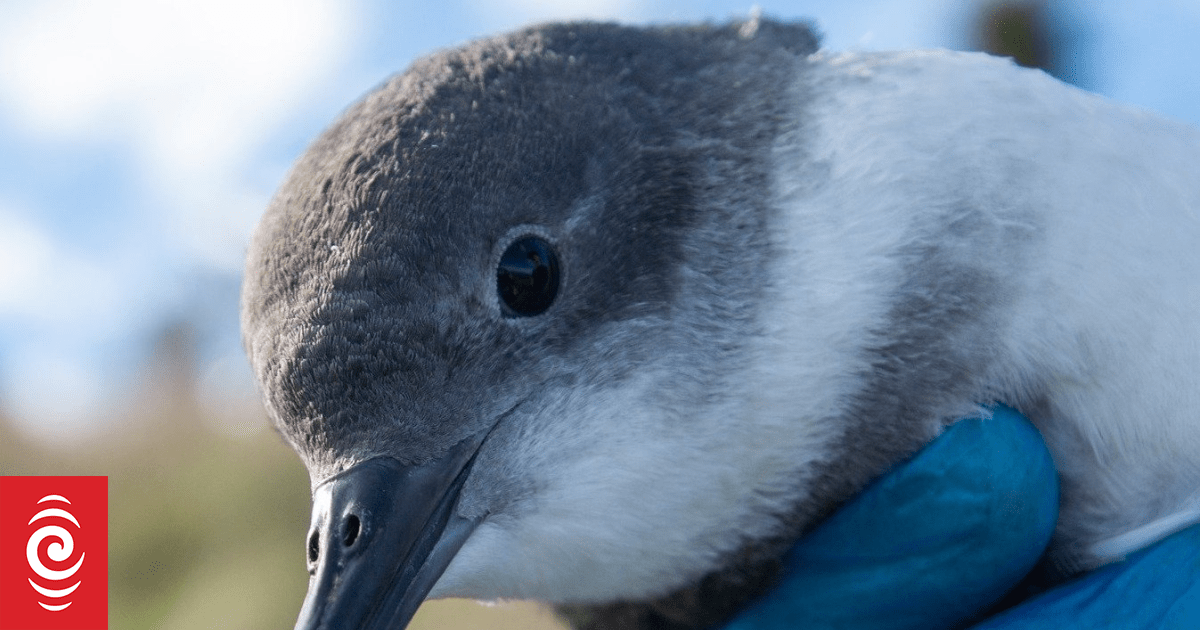 SH1 lights to be changed to protect town's birds | RNZ News