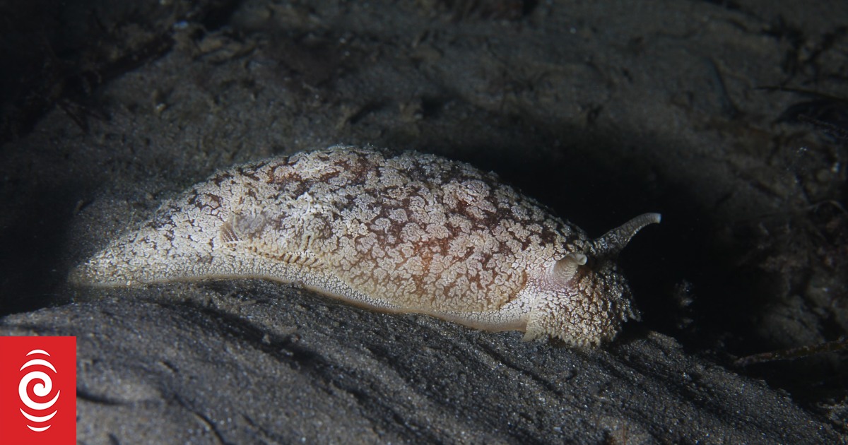 Critter of the Week: the grey side-gilled sea slug | RNZ