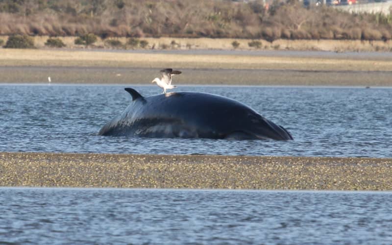 Whale stranded off Auckland's Point Chevalier | RNZ