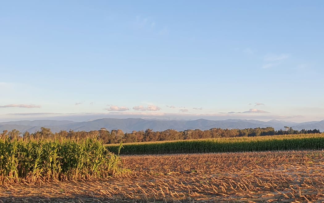 On the Farm - a wrap of conditions on farms around the country | RNZ