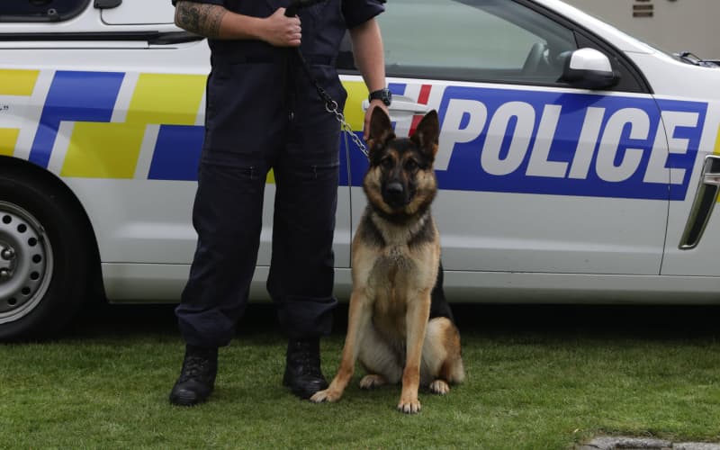 Police dog punched after burglar caught on roof with booze shop loot | RNZ