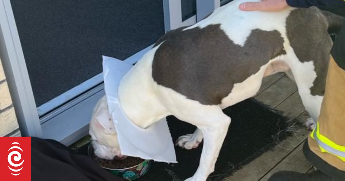 Rescuers rush to help pup stuck in 'ruff' situation | RNZ News
