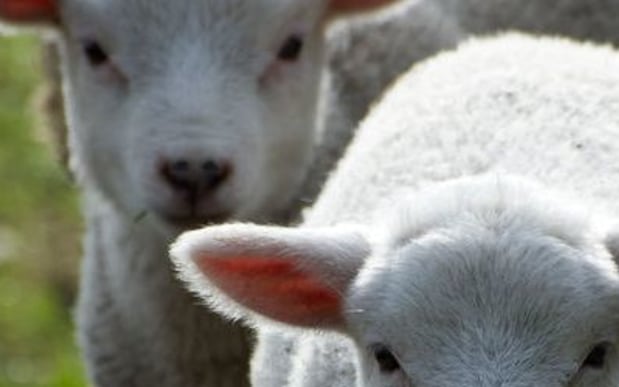 Neville Martin's Musings | RNZ