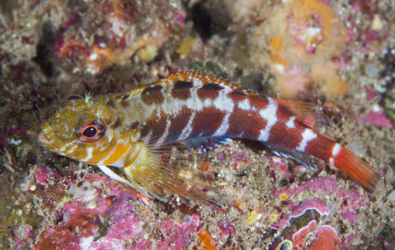 Rock Pool Fish | A Gallery from Our Changing World | RNZ National