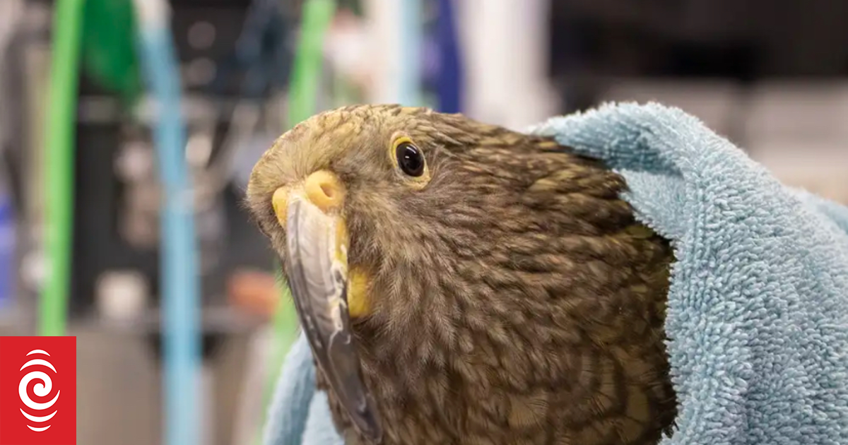 Kea almost ready to go home after hospitalisation for shot leg | RNZ News