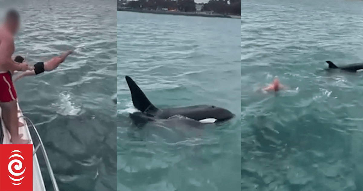 Man behind orca 'body slam' hit with $600 penalty by Department of ...
