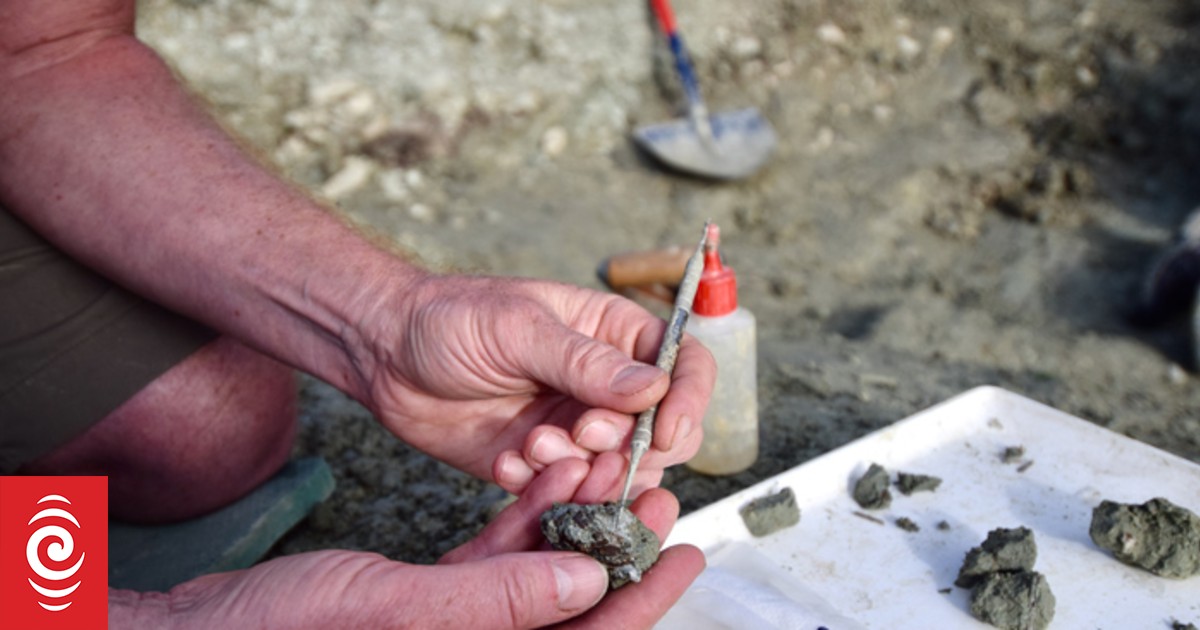 Long Read: Bone Hunters | RNZ News