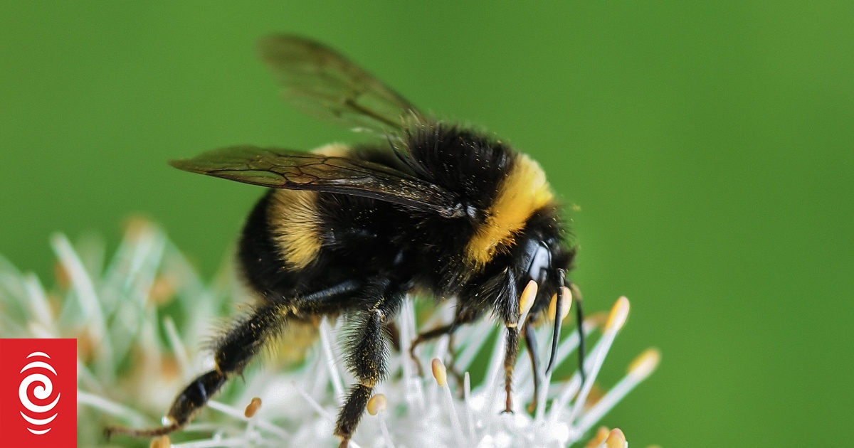 Bumblebee keeping, a new book on how it works! | RNZ