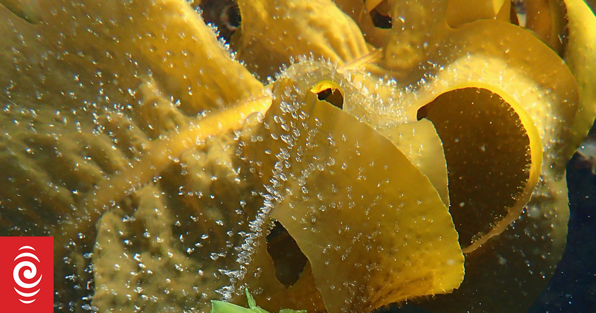 Critter of the Week: Seaweed isopod | weri moana | RNZ