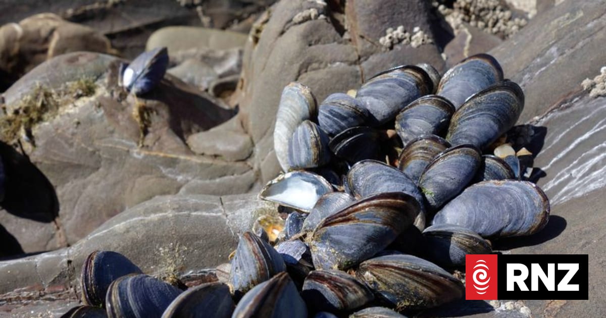 Toxic shellfish warning extended near Auckland | RNZ
