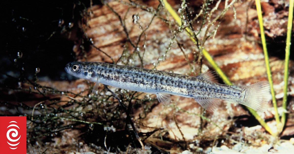 Critter of the Week for 24 May 2019 | RNZ