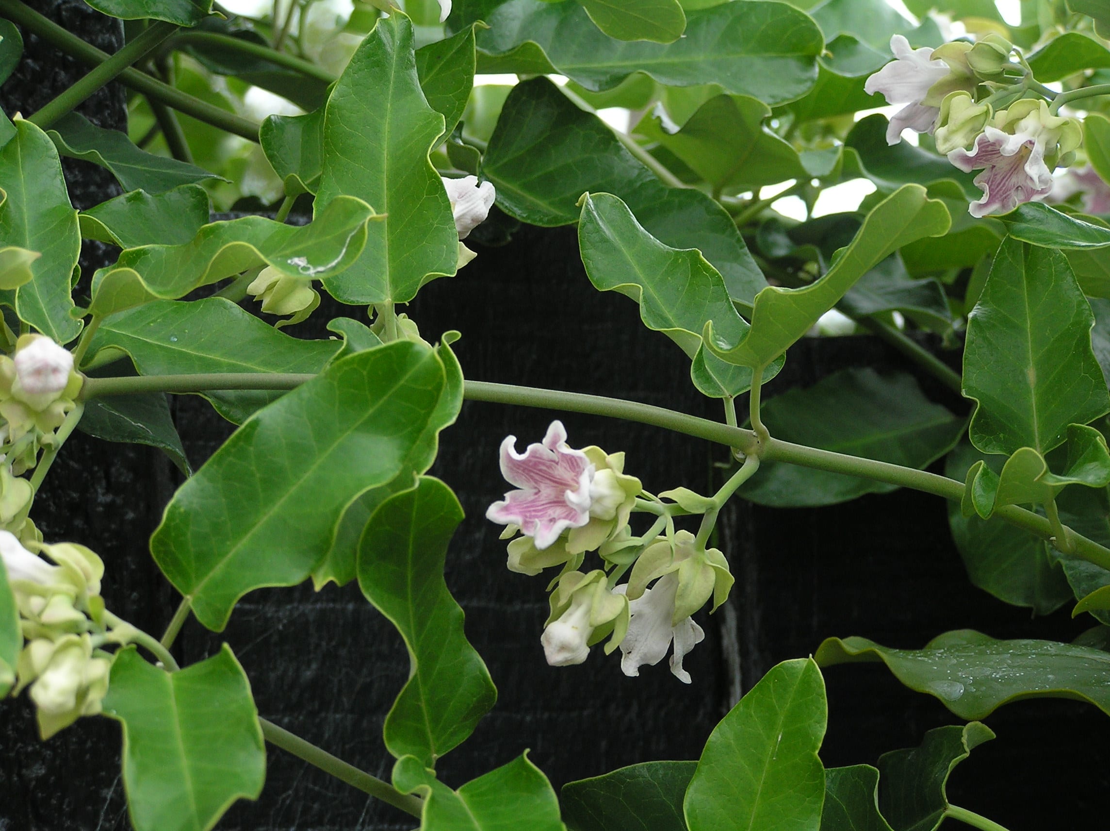 Weeds to watch out for | A Gallery from Nights | RNZ National