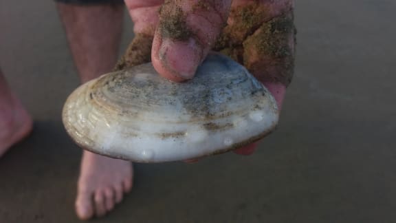 Critter of the Week: The Toheroa | A Gallery from Afternoons | RNZ National