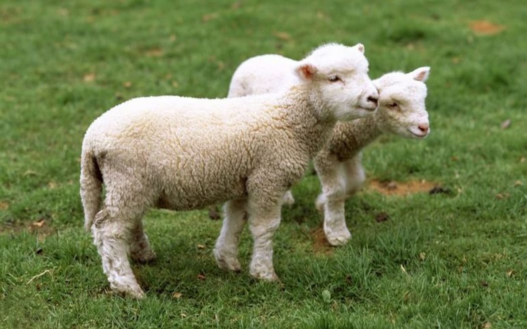 Record number of lambs born this spring | RNZ News