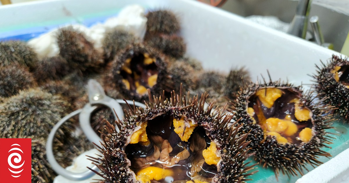 Turning malnourished kina into a lucrative seafood delicacy | RNZ