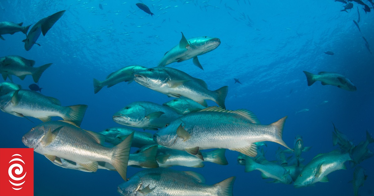 Marine life mapped in Samoa campaign | RNZ News