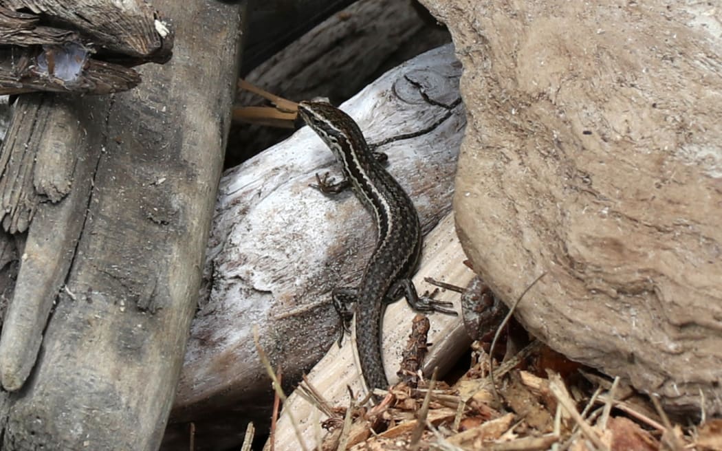 Native skinks cause cost blowout for Porirua sewage tank | RNZ News
