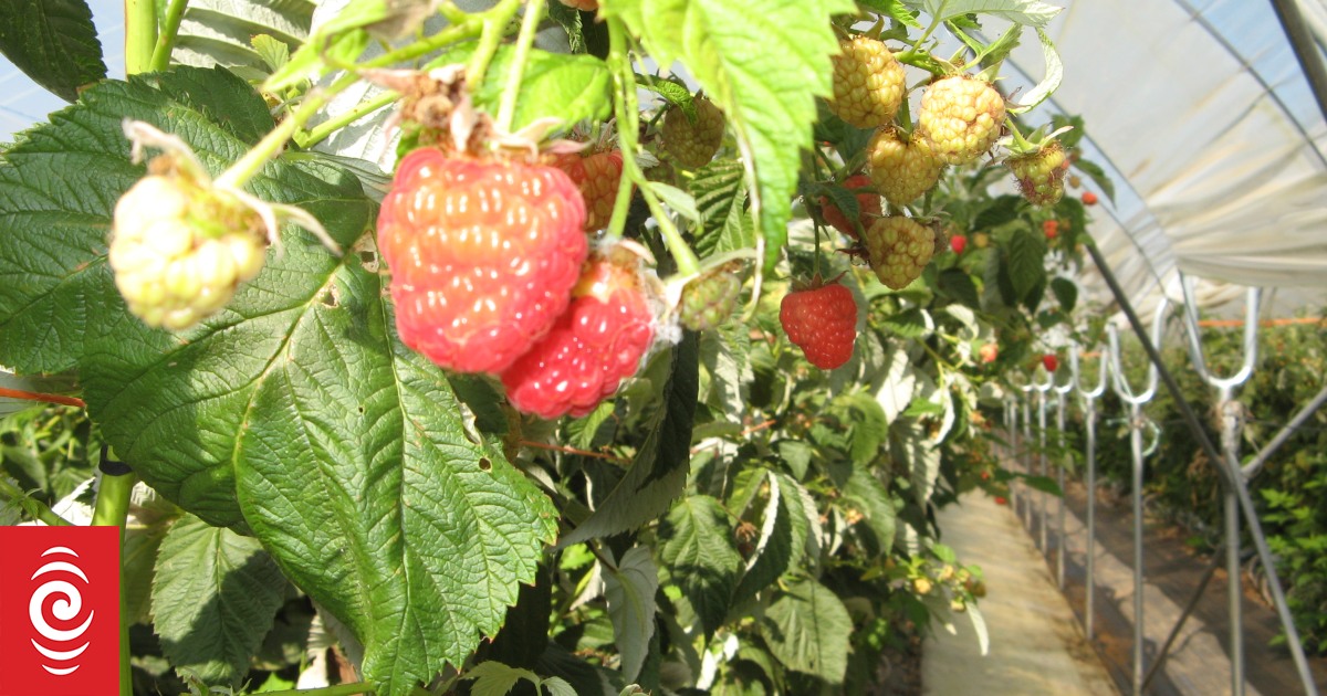 Fruit and Vege Report with Glenn Forsyth | RNZ