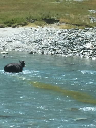 Judge's cattle in lake for years - neighbour | RNZ