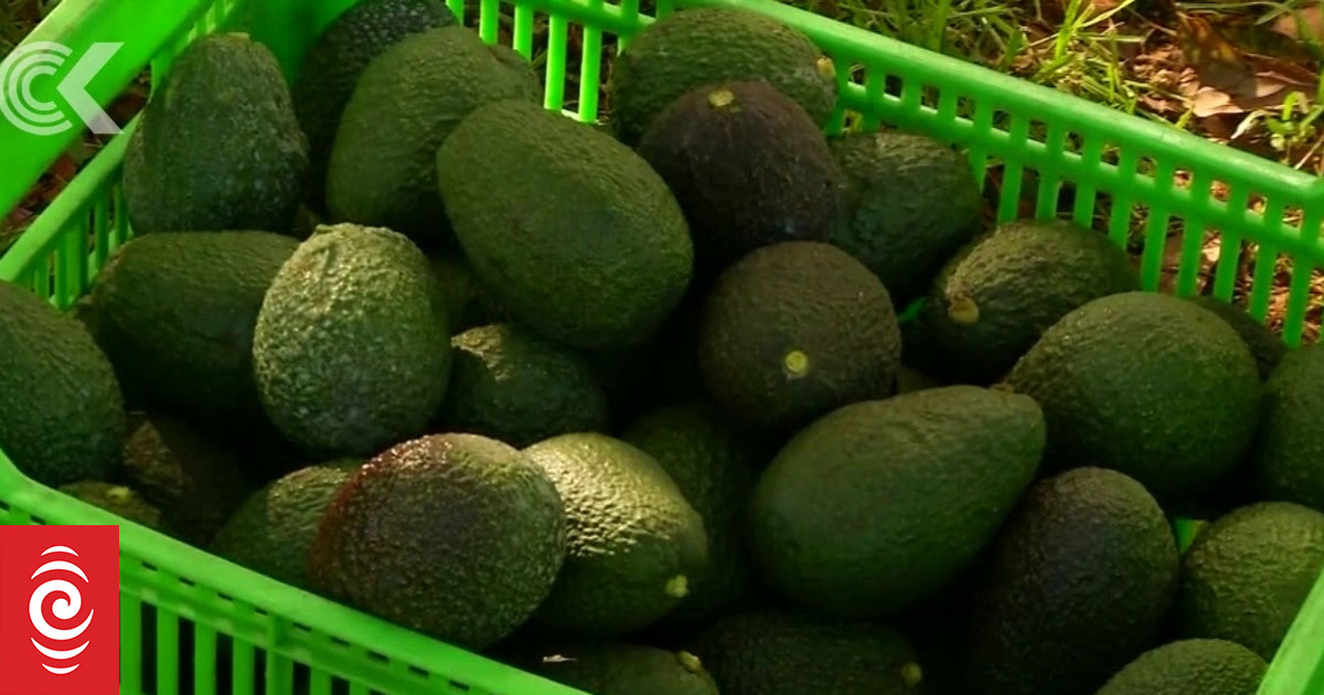 US faces avocado shortage if Trump closes Mexico border | RNZ