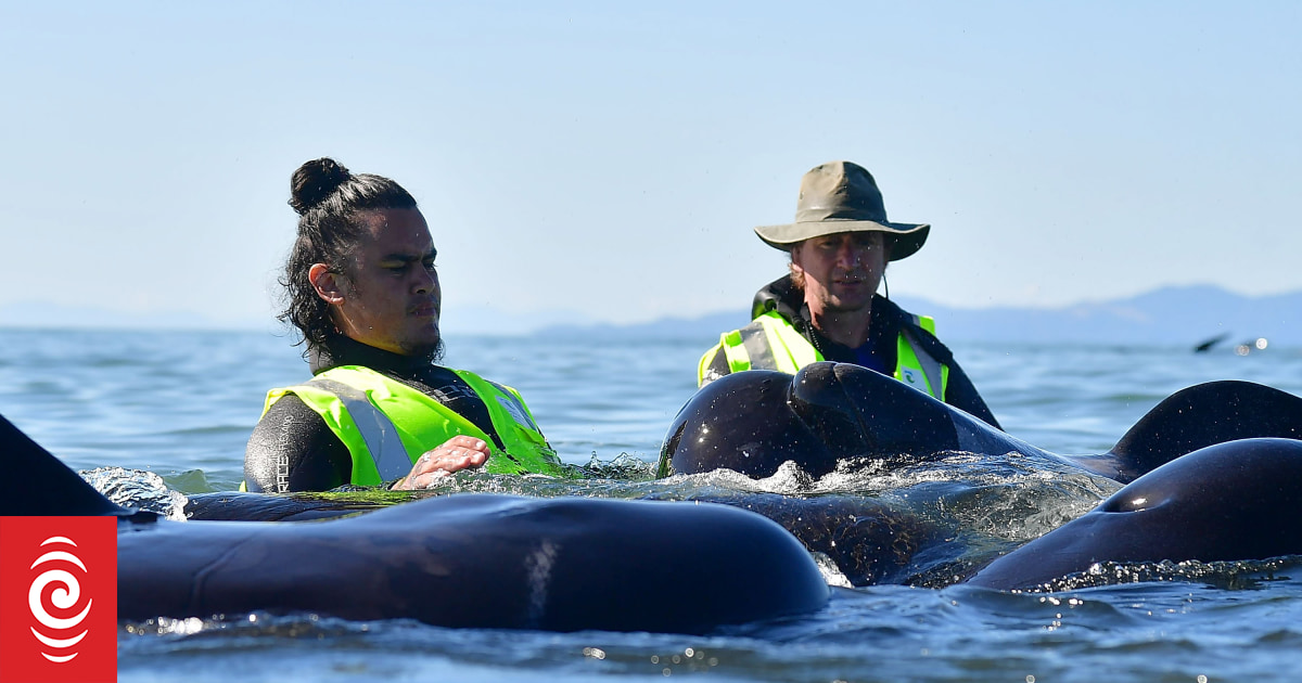 200 whales now stranded a whole new pod, says DoC | RNZ News