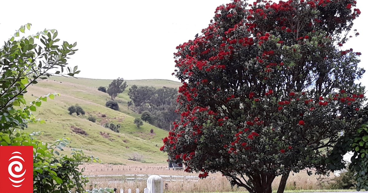 Hymns on Sunday, 28 December 2025 | RNZ