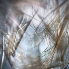 Photographer Anne Noble has a thing about bees | RNZ